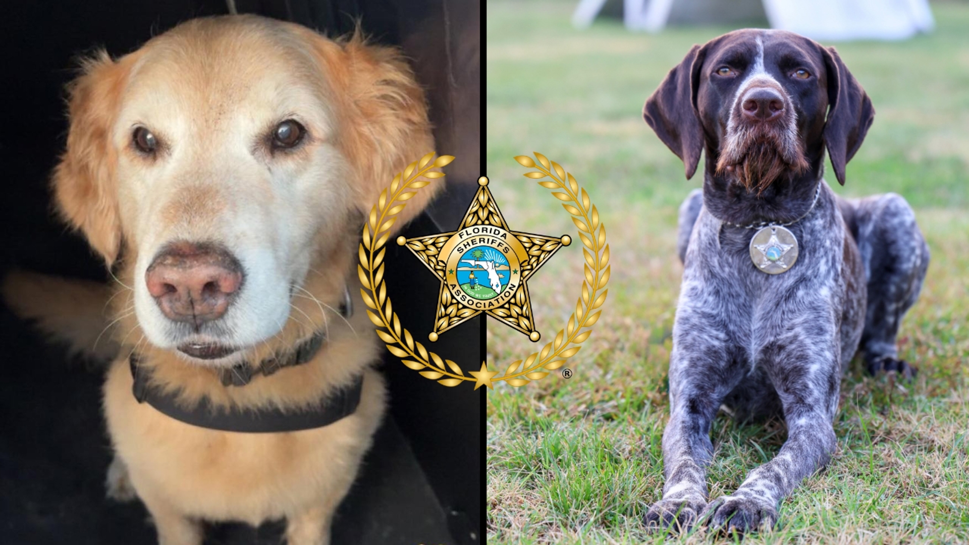 Northeast Florida agencies compete for Top Dog title in state's K9 ...