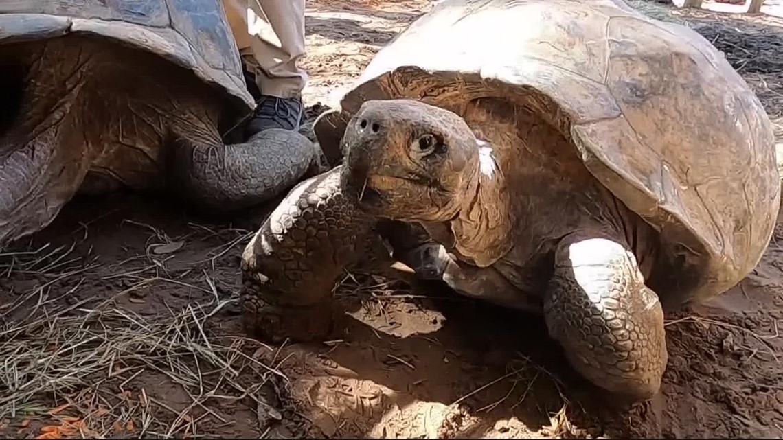 Rare giant tortoises stolen in North Florida | firstcoastnews.com