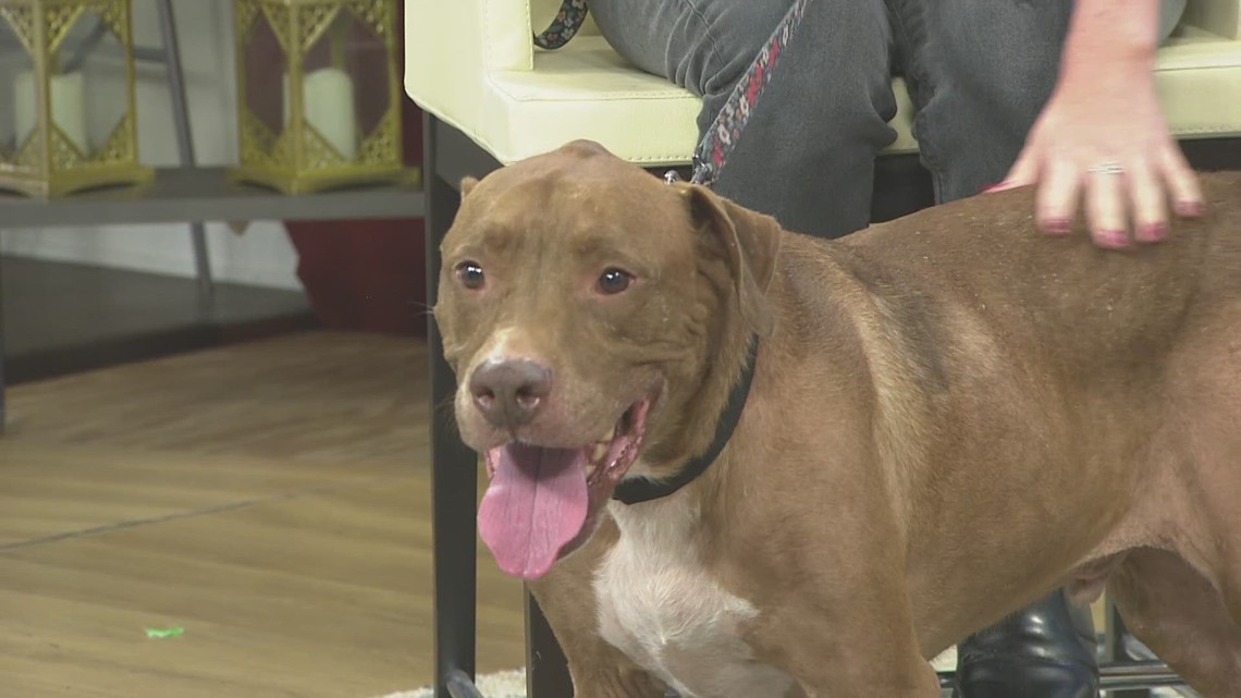 Pet Tails: Meet Taz, a 7-year-old 'super attentive, friendly' male dog ...