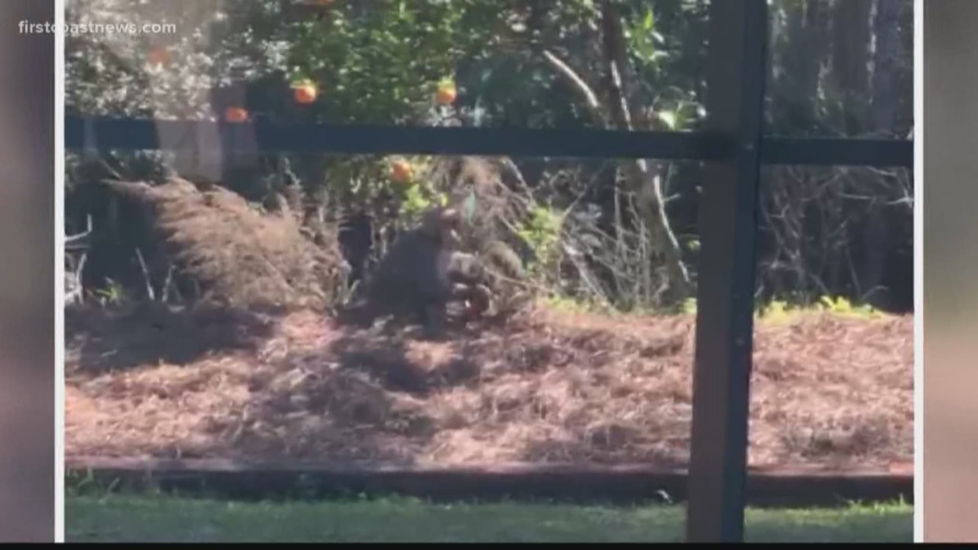 St. Johns County woman spots invasive monkey in backyard eating oranges ...