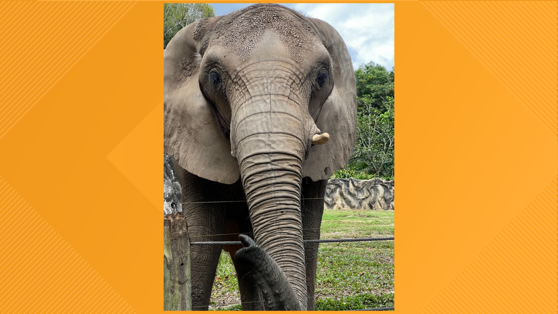 Mundi the elephant in Florida | firstcoastnews.com