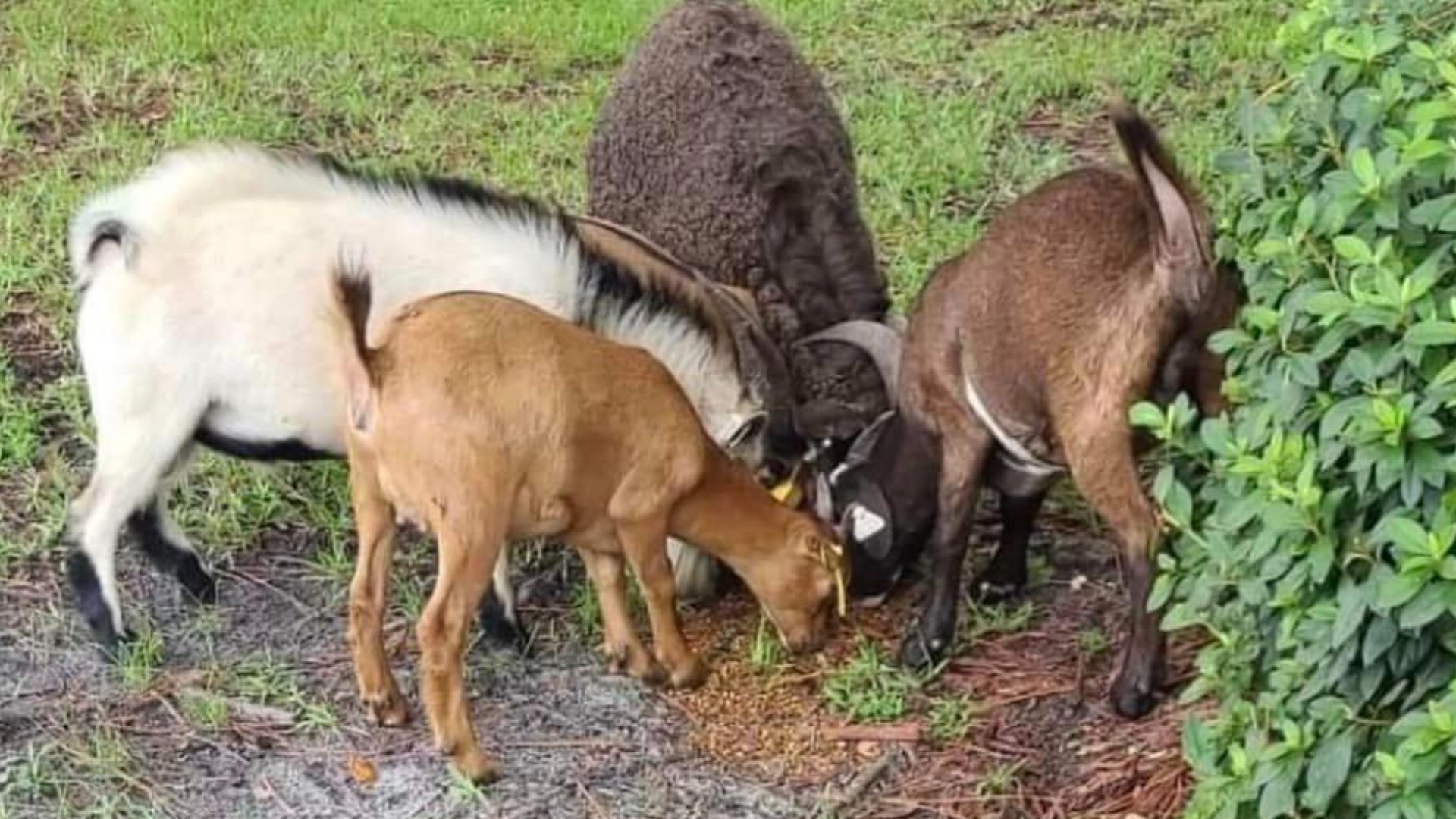 Clay County deputies rescue goats | firstcoastnews.com