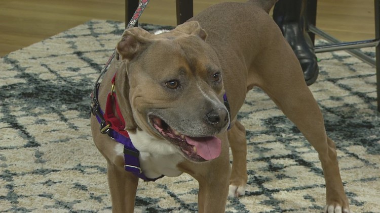 Longest tenured dog at Jacksonville Humane Society, Mike adopted ...