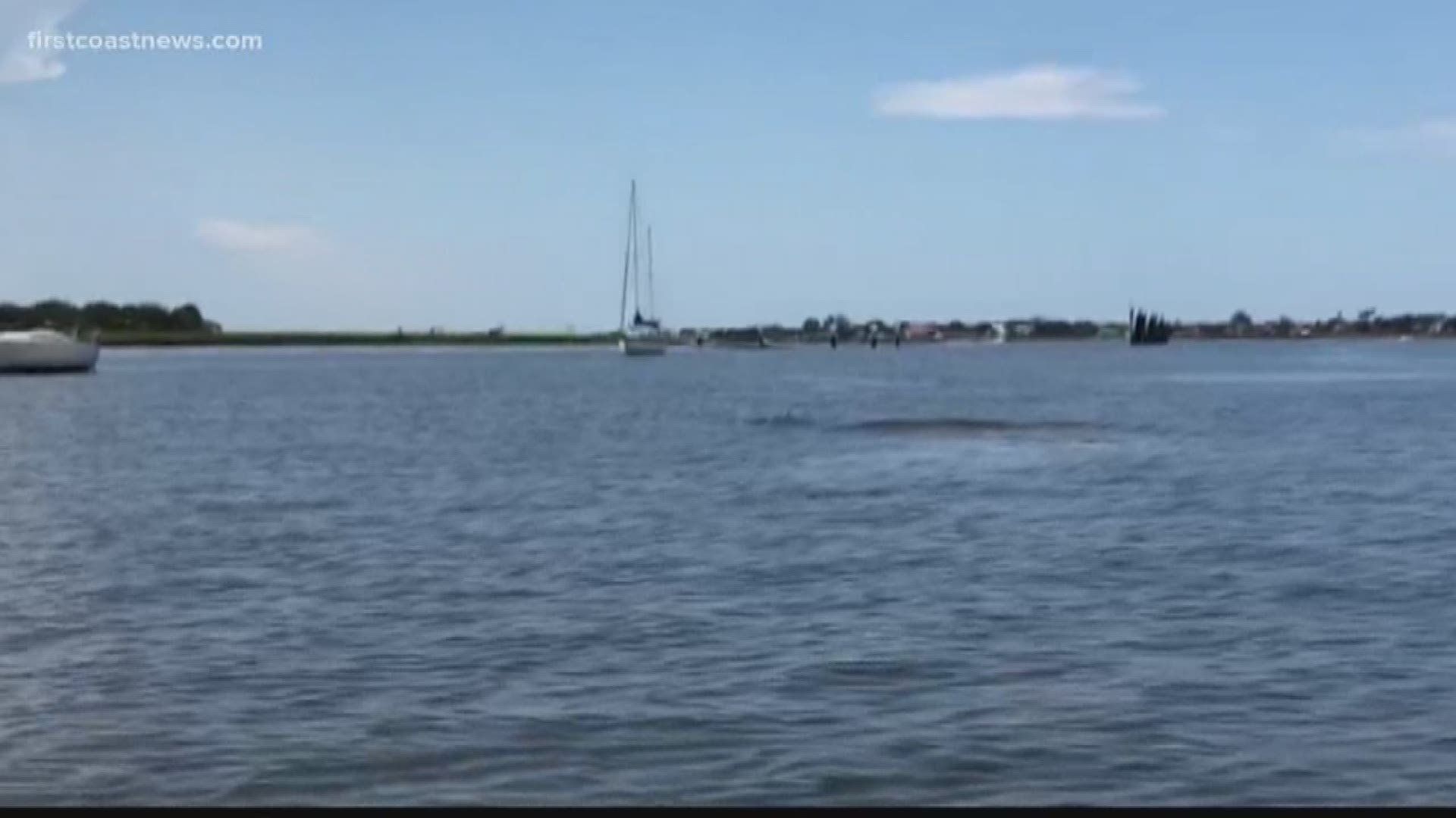 Dolphin study on First Coast draws ire from locals | firstcoastnews.com