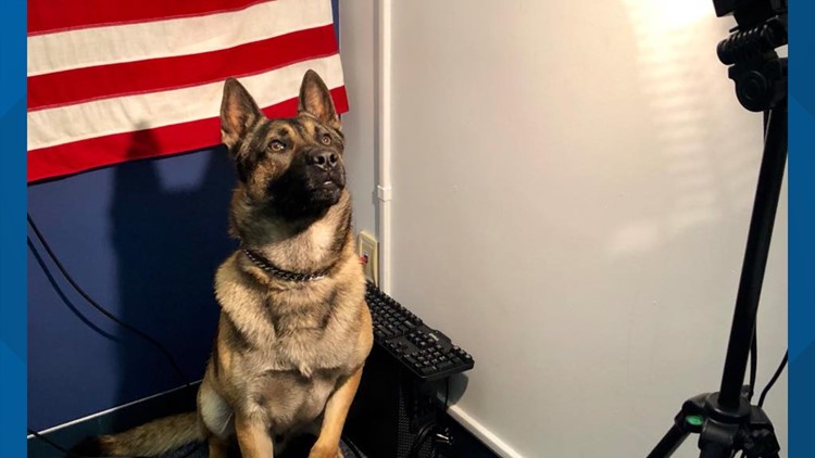 JSO K-9 ‘Huk’ shot 3 times during officer-involved incident ...