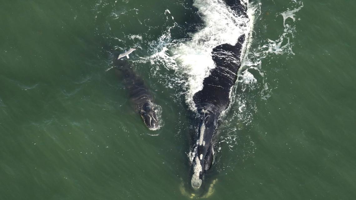 Endangered right whales make rare appearance with newborns near Ponte ...