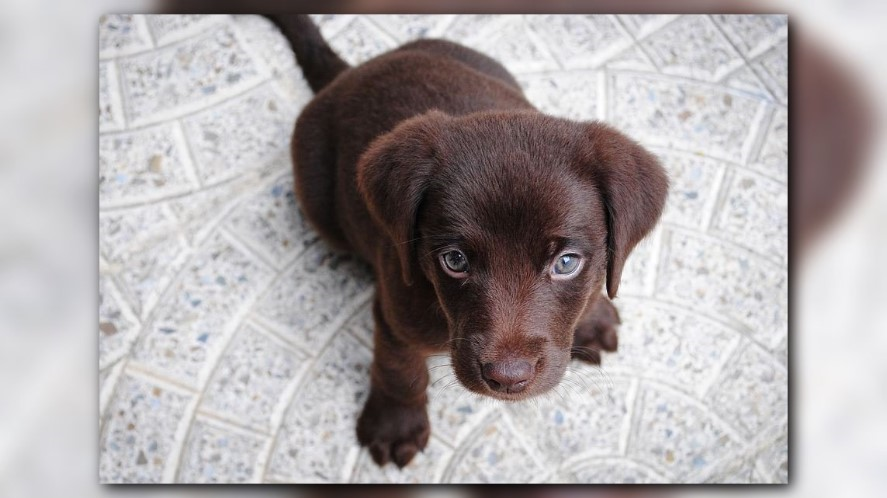 Why Do We Want To Hug Cute Things