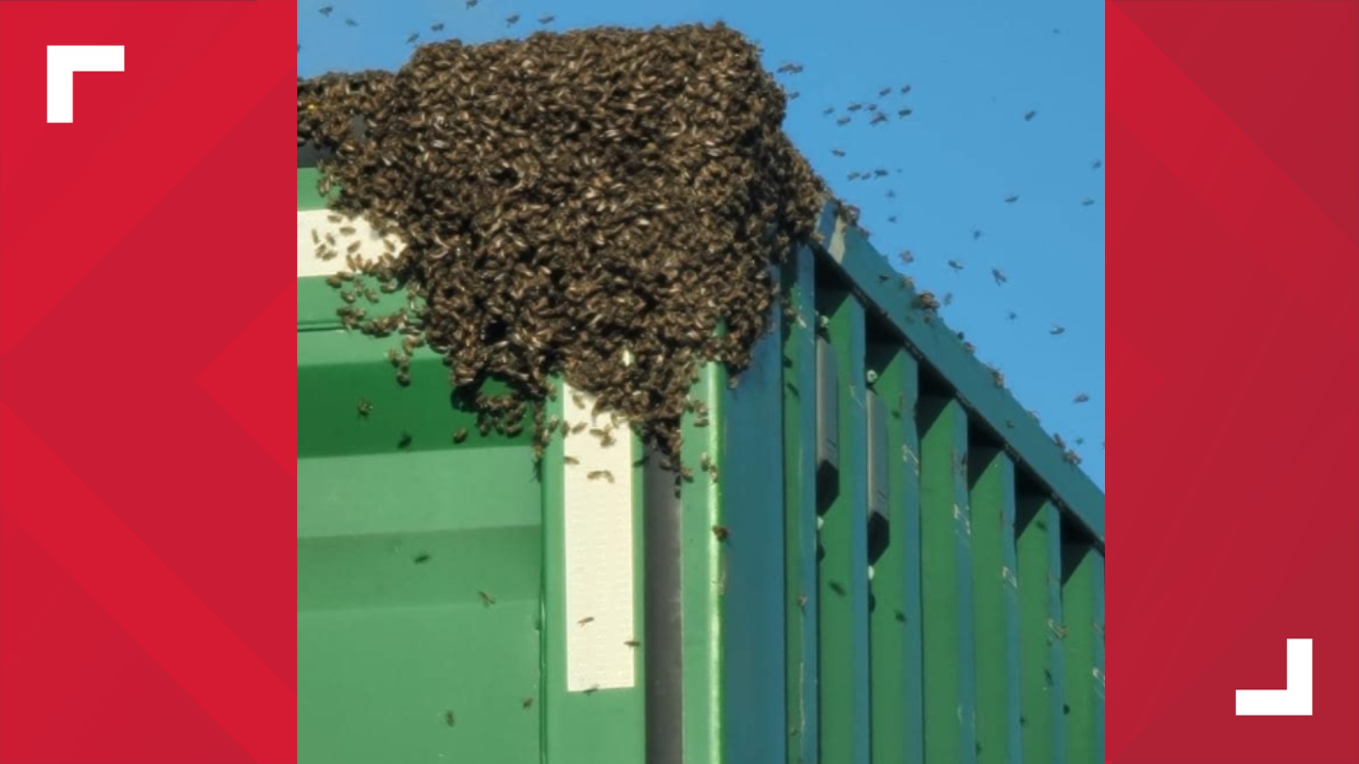Photos: Bees escape from truck, swarm cars on Florida highway ...