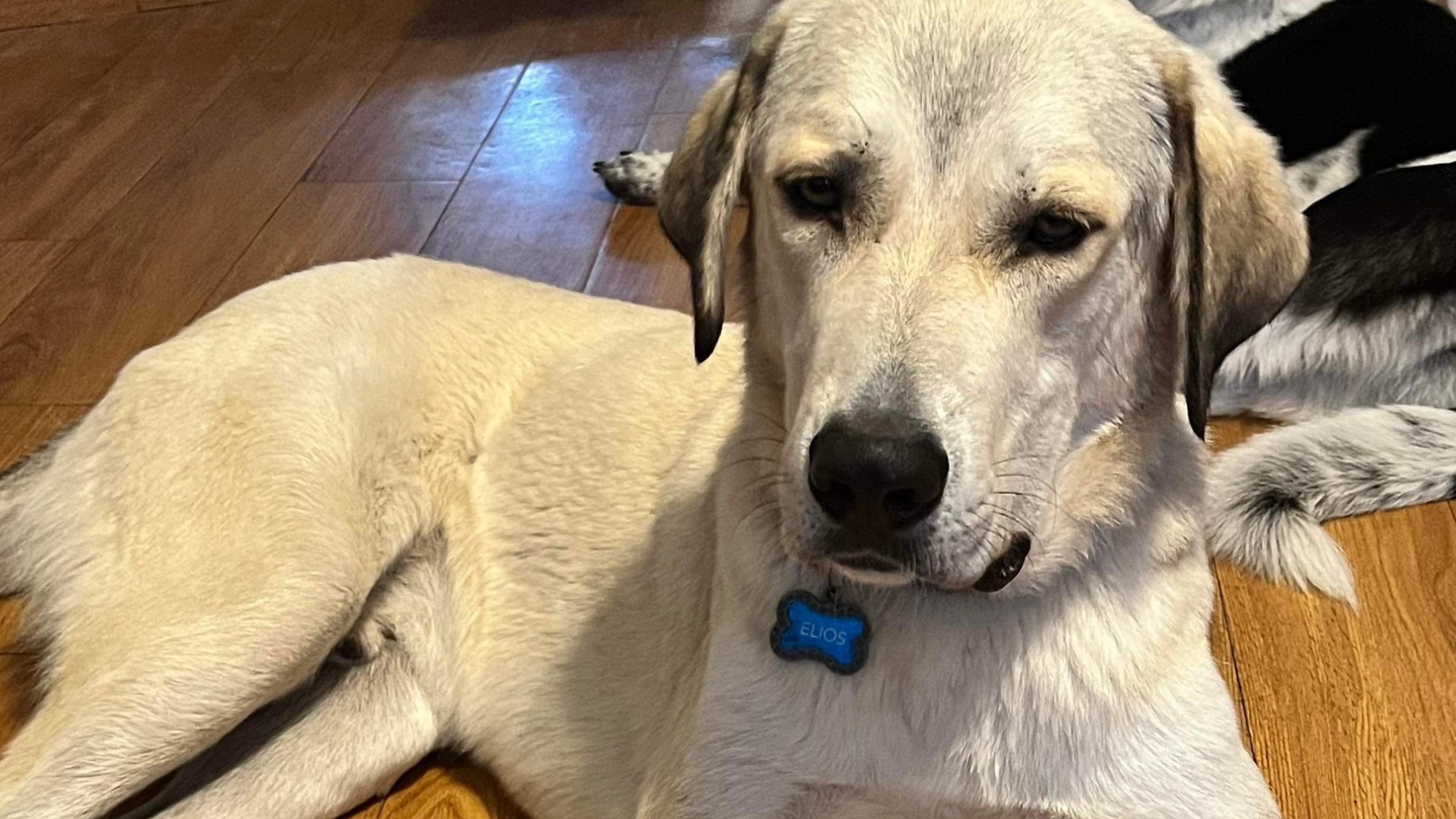 Kennel owner was gone for nearly 8 hours while AC turned off, 12 dogs ...
