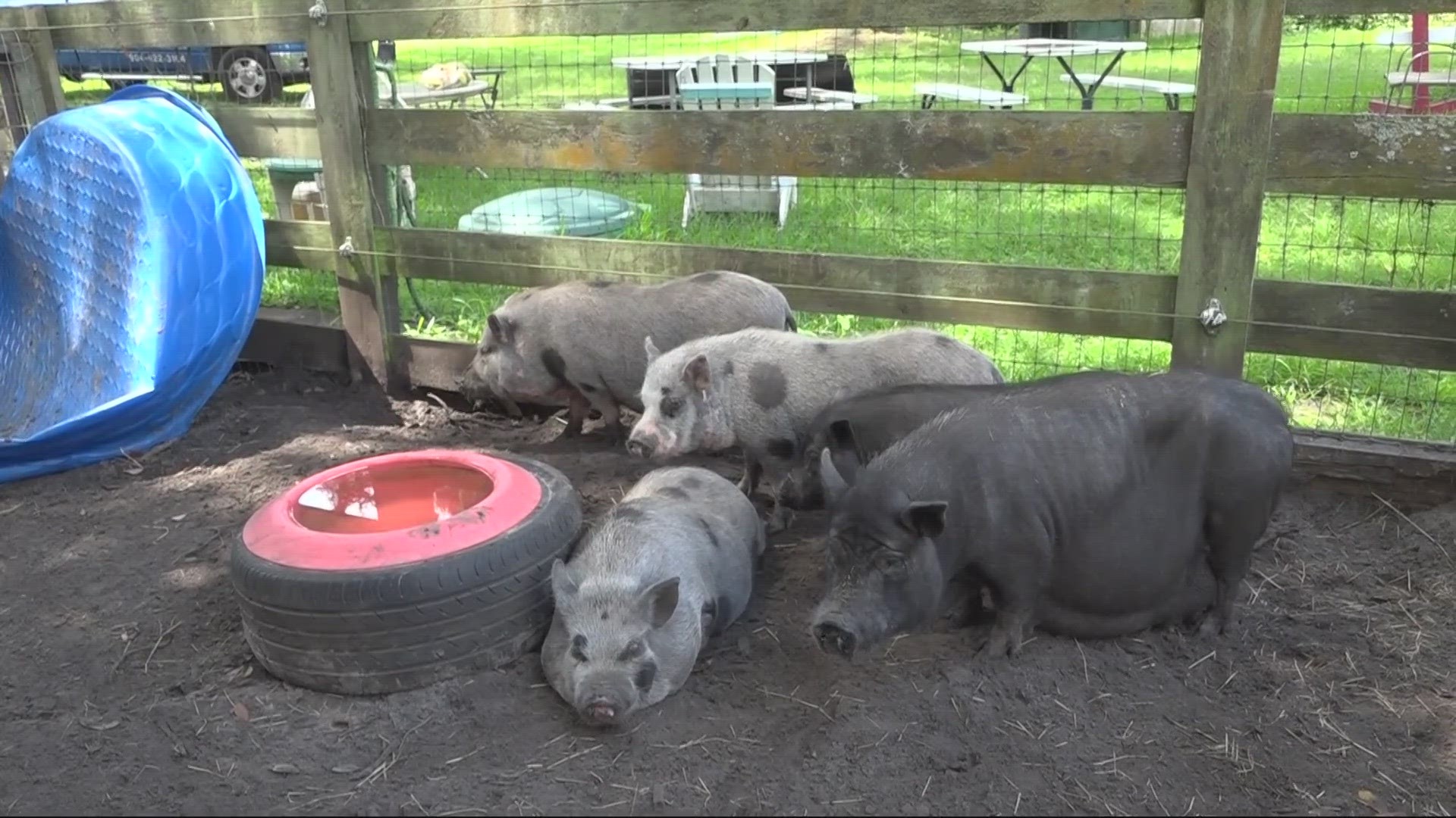 Twelve potbellied pigs rescued from neglect, recovering on Jacksonville ...