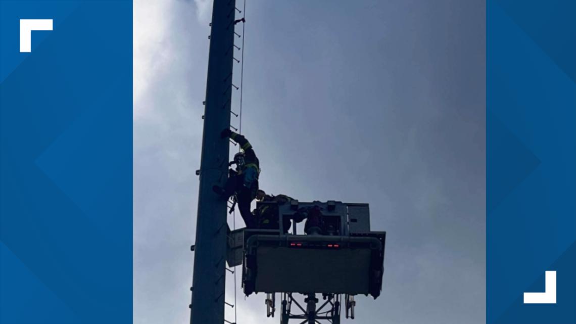 Bald eagle impaled on radio tower rescued by fire department ...