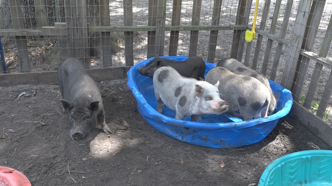 Jacksonville sanctuary farm rescues 12 pigs from neglect ...
