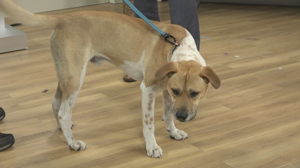 Pet Tails: Meet Senor Guapo, a 'very loving' 4-year-old mix with ...