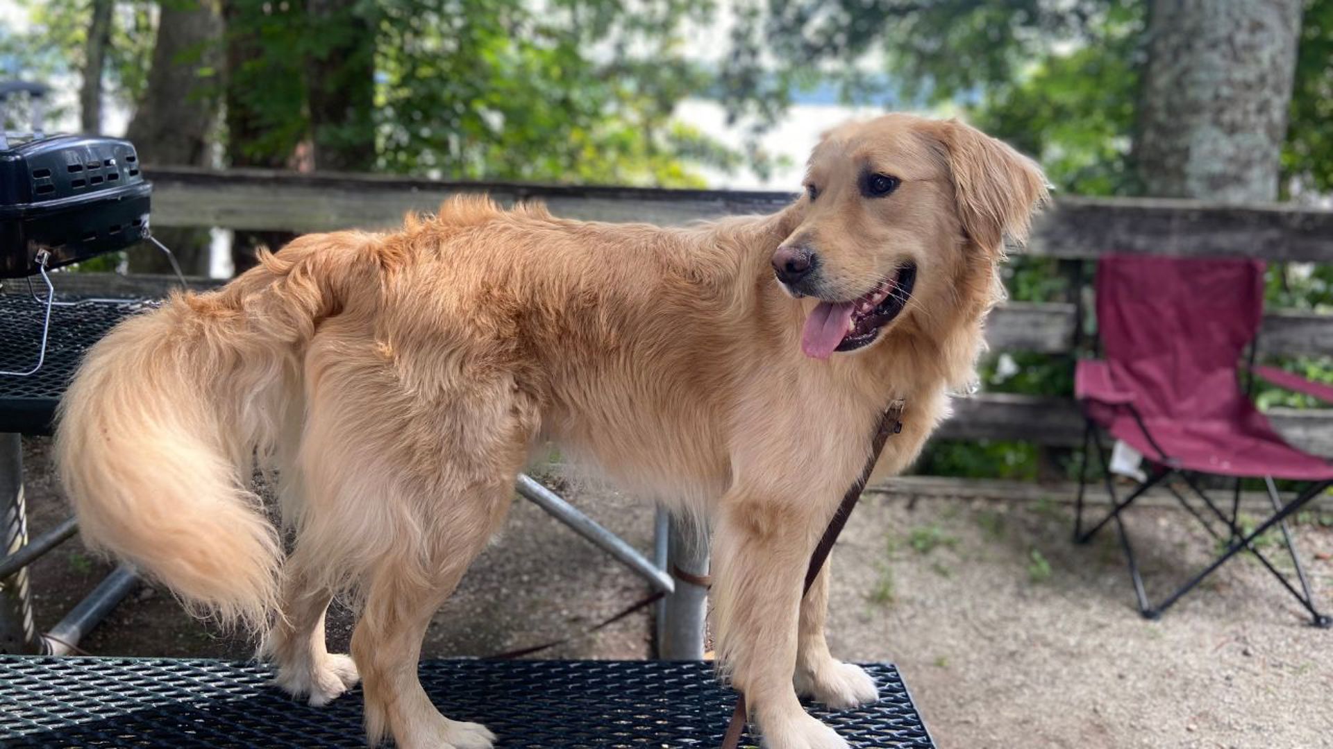 What does dog days of summer mean? | firstcoastnews.com