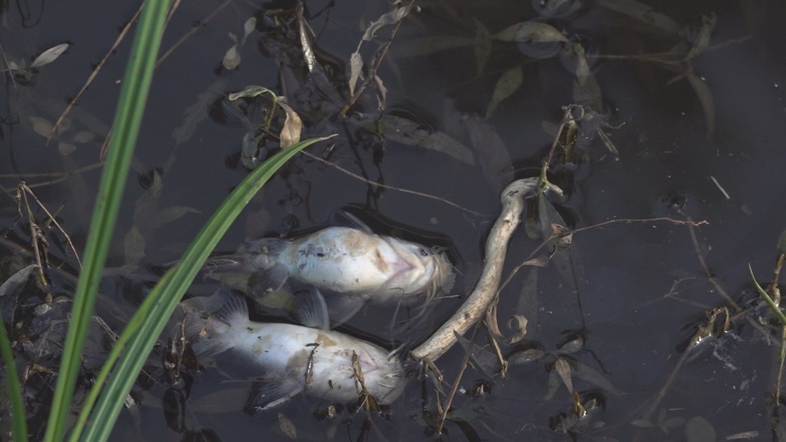Environmentalists believe fish killed due to chemicals in Georgia ...