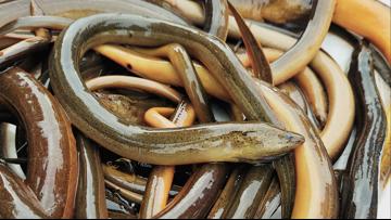 Multiple agencies raise alarm on invasive swamp eel species in Florida ...
