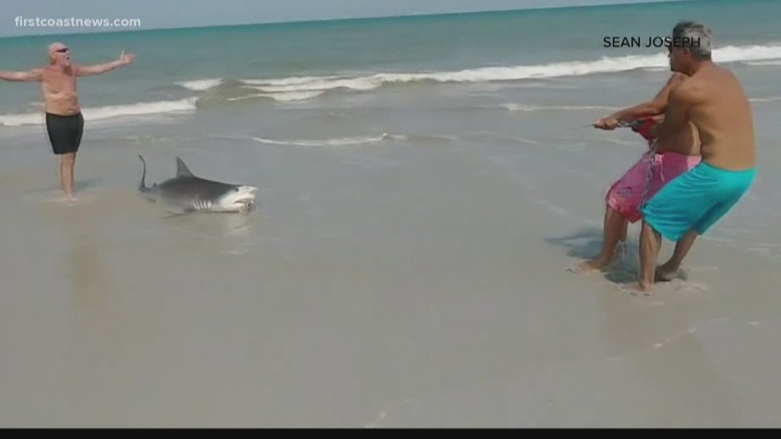 Ponte Vedra fisherman catches, releases 10-foot shark | firstcoastnews.com