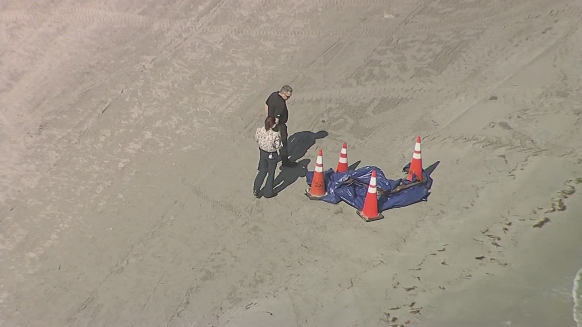 Human head found on Florida beach identified as missing swimmer ...