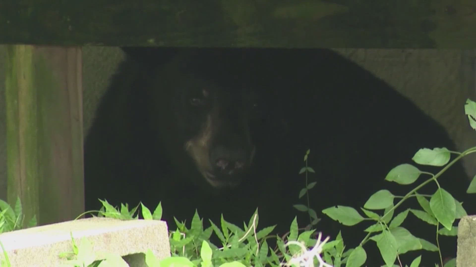 FWC reports 52 bears killed in Florida's first black bear hunt in 10 years | firstcoastnews.com