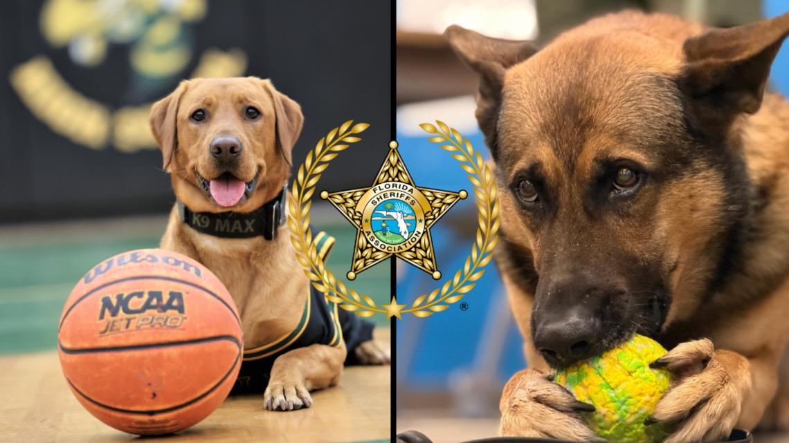 Northeast Florida agencies compete for Top Dog title in state's K9 ...