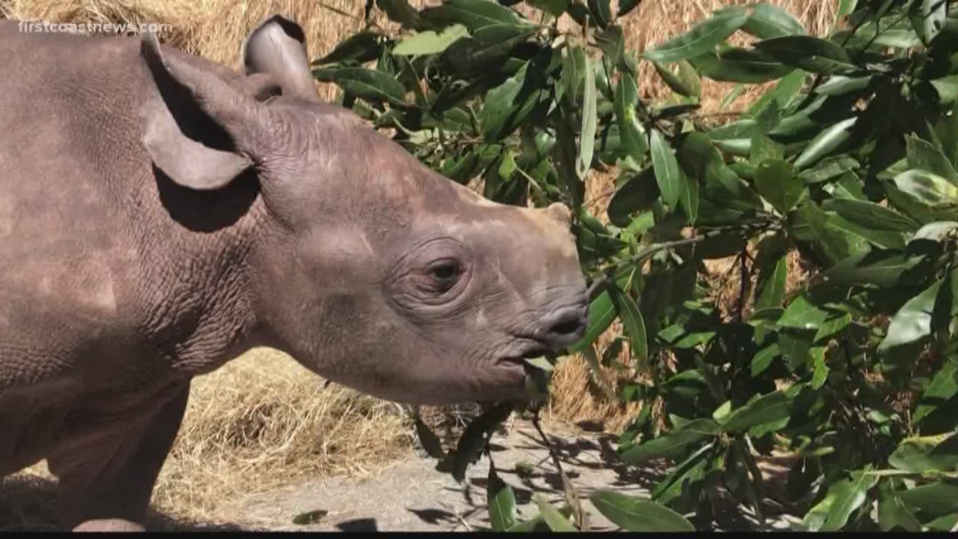 Two adorable rhinos born at White Oak Conservation in Yulee ...