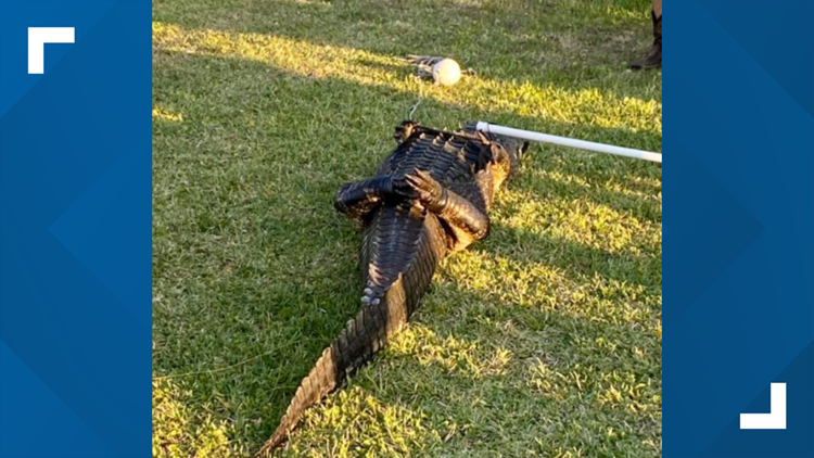 Alligator eats family dog on Florida Navy Base | firstcoastnews.com