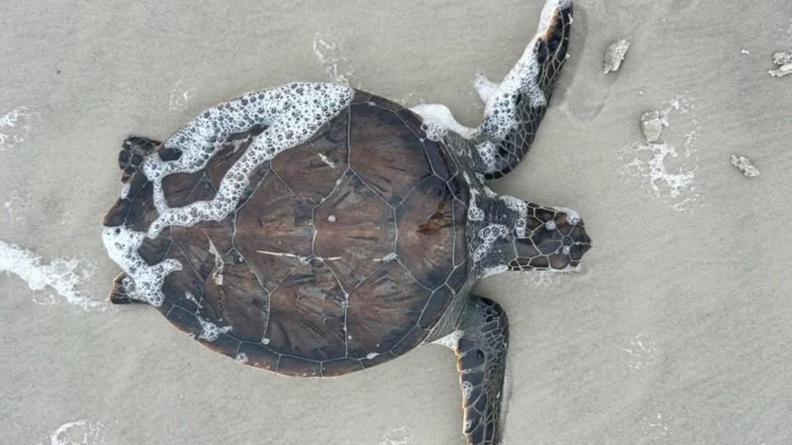 Sea turtles washing up on sick on Florida beach | firstcoastnews.com