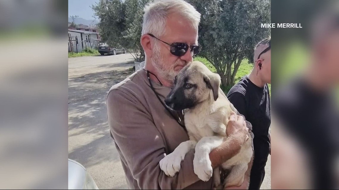 Nonprofit founder travels to Turkey to help rescue pets ...