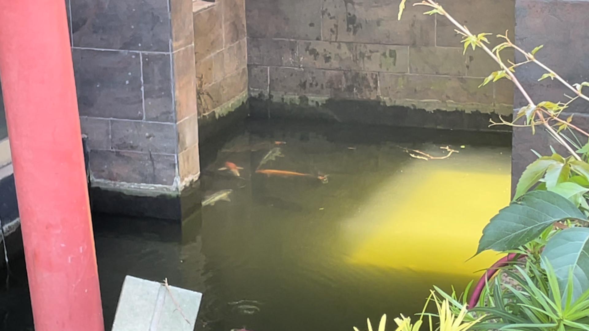 Woman says closed Jacksonville restaurant abandoned Koi fish ...