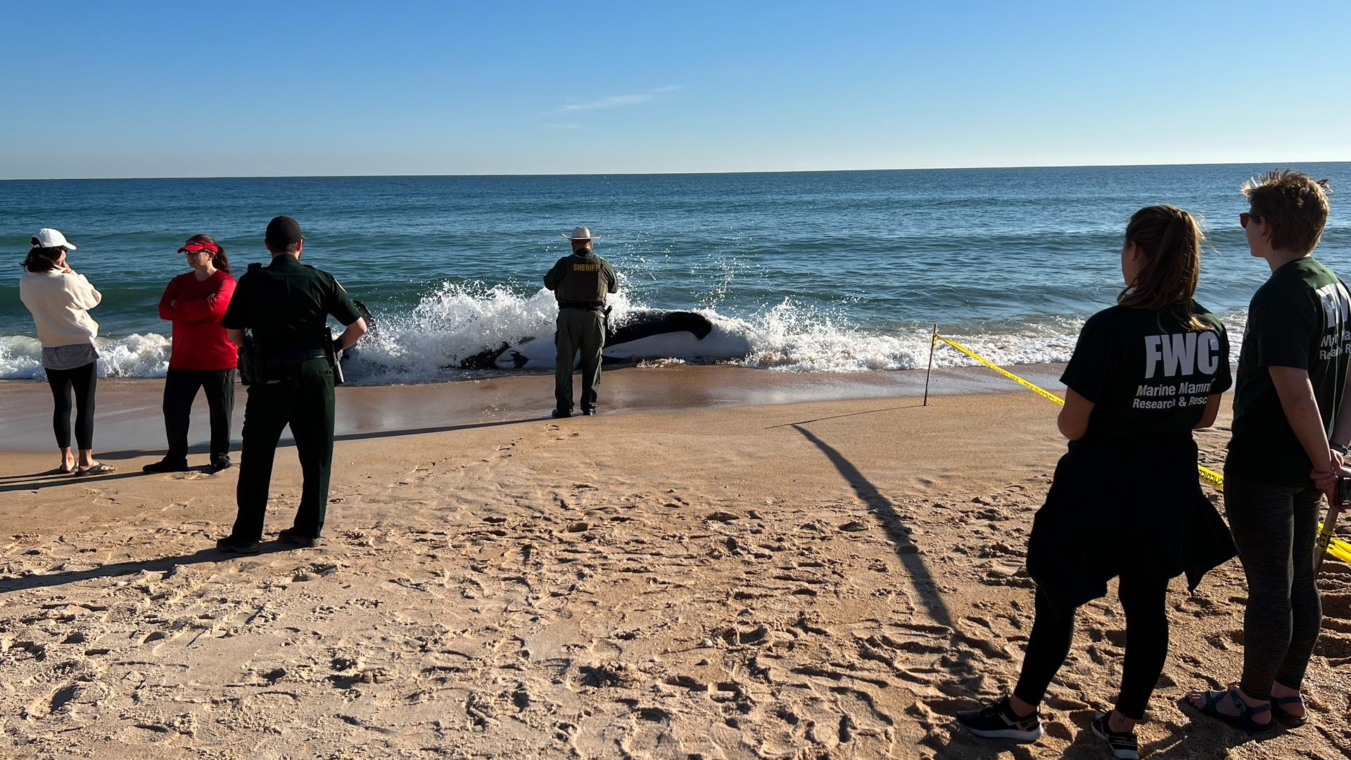Expert: Orca found in Flagler County is first ever recorded stranding ...