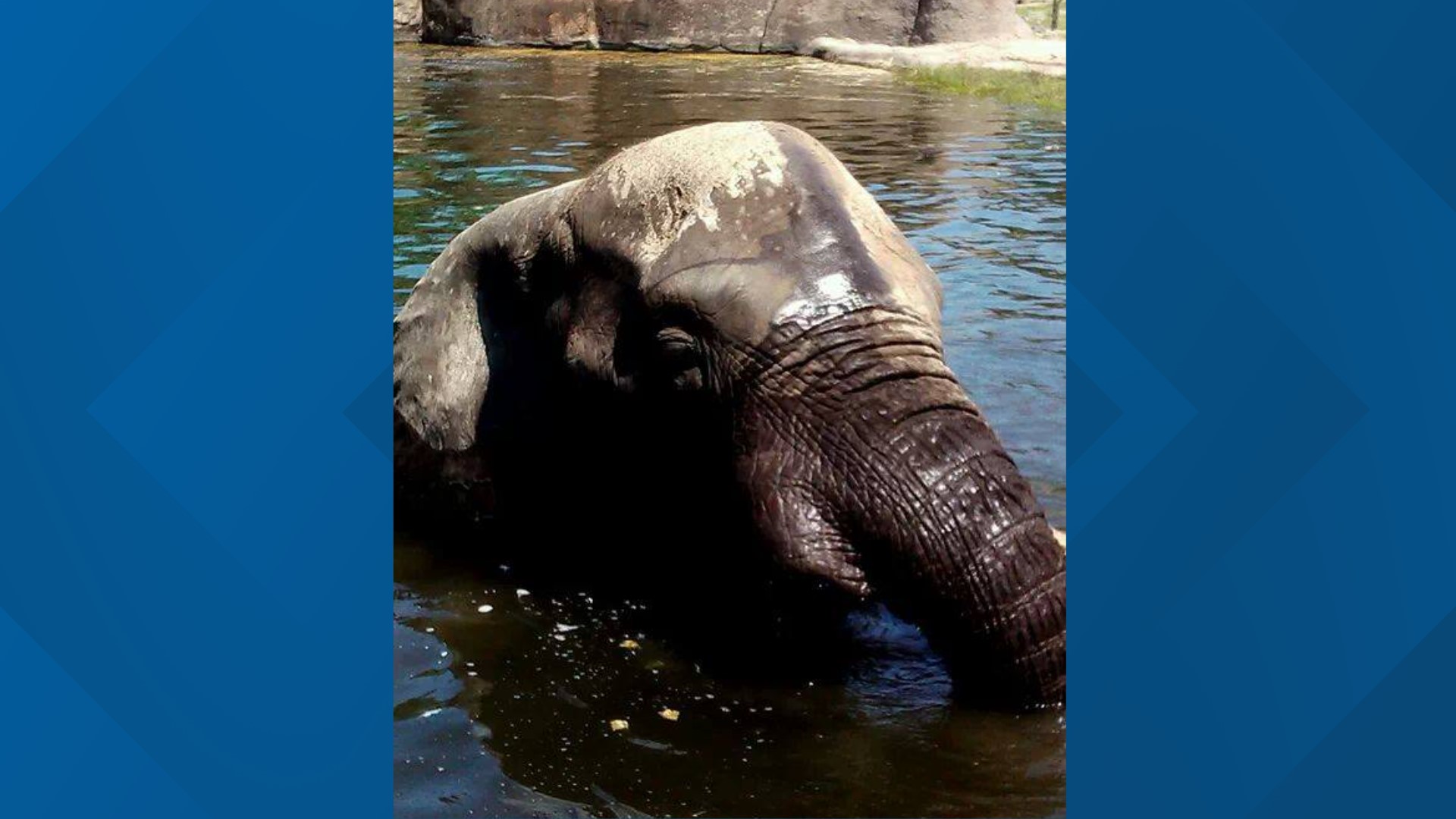 Elephant once owned by Michael Jackson recovering in Jacksonville ...