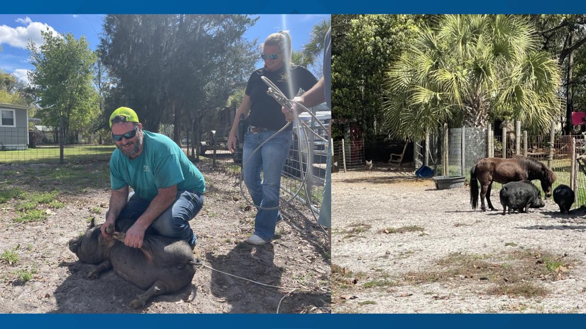 PCSO looking for Palatka pig's owner | firstcoastnews.com