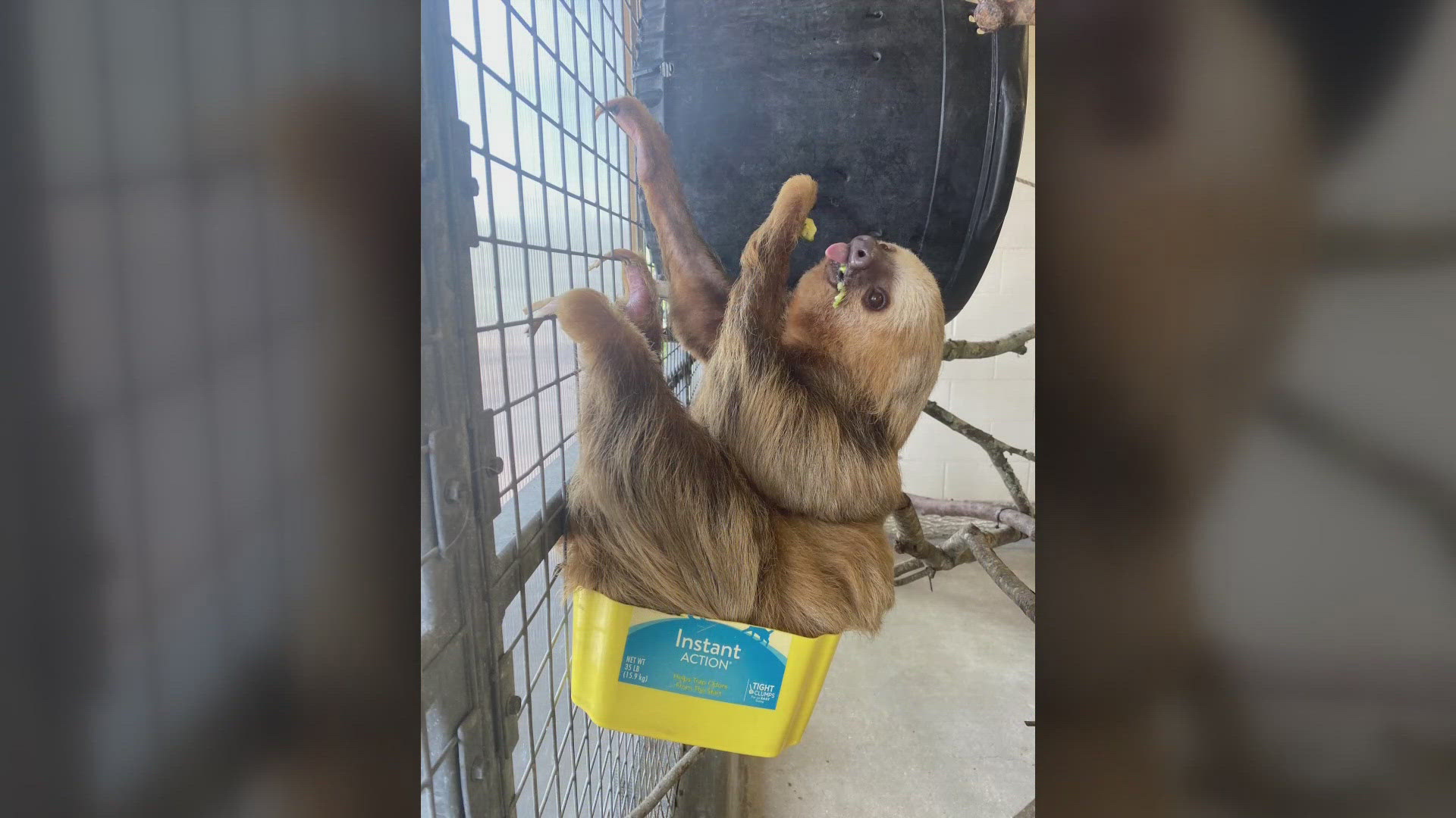 Sloth Crossing exhibit opens at Jacksonville Zoo and Gardens ...