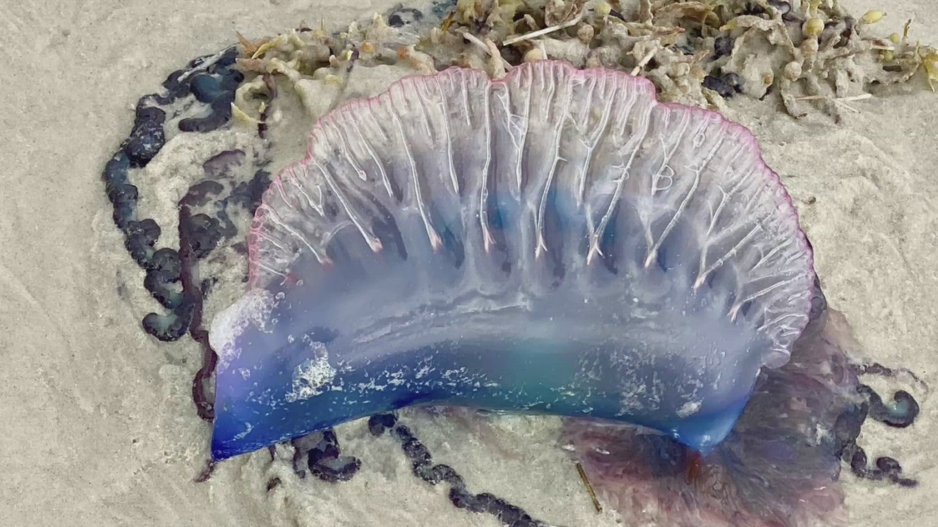 Portuguese Man O War Attack