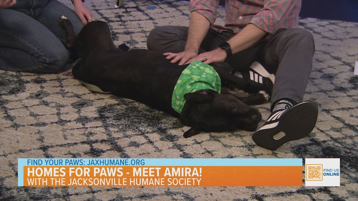 Homes for Paws: Meet Beautiful Amira! | firstcoastnews.com