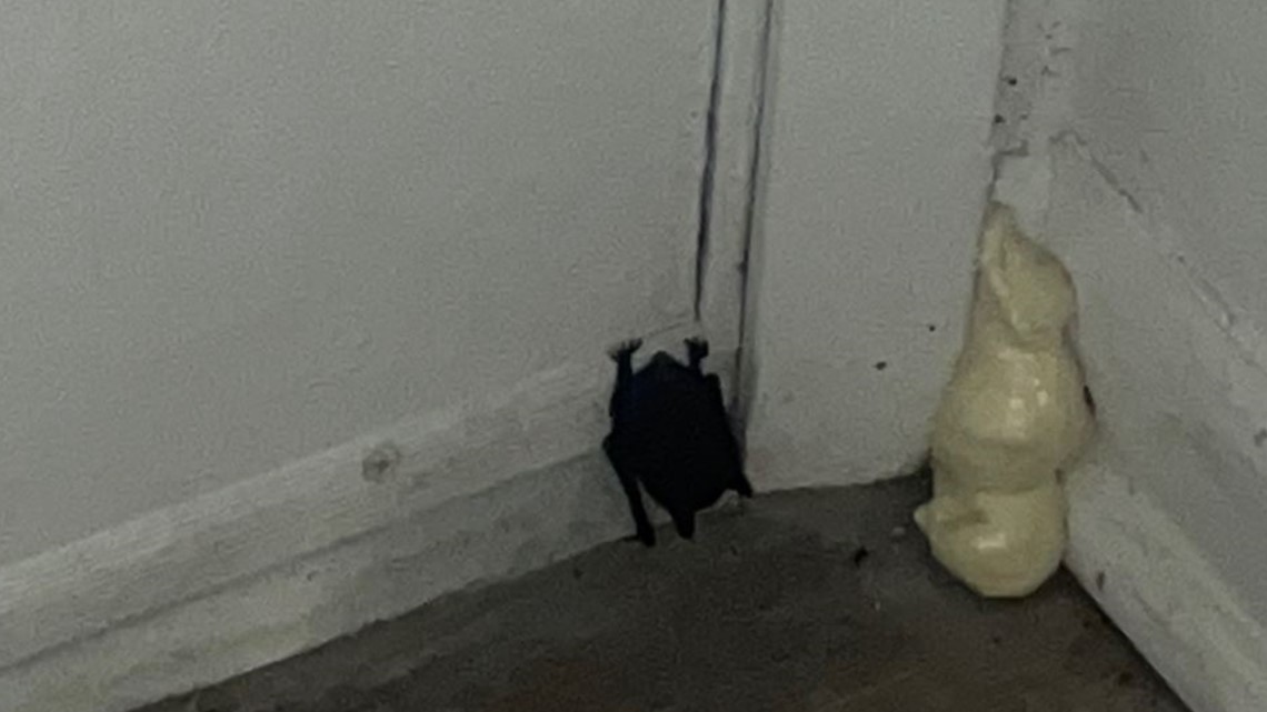 Jacksonville woman has bat infestation in her home | firstcoastnews.com