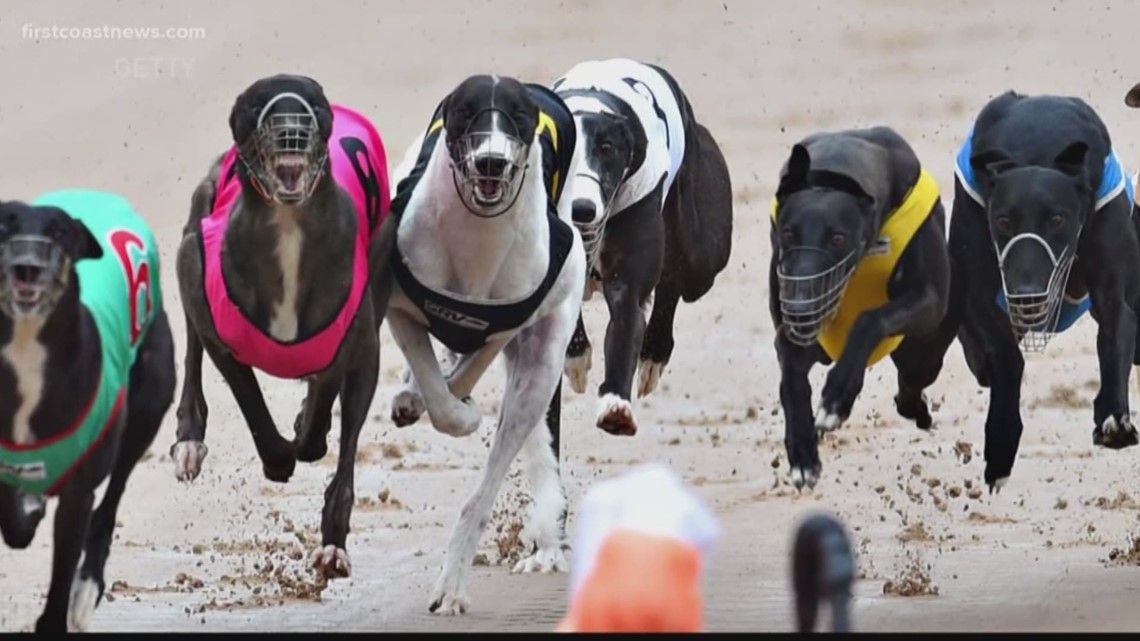Greyhounds run final race at North Florida track | firstcoastnews.com