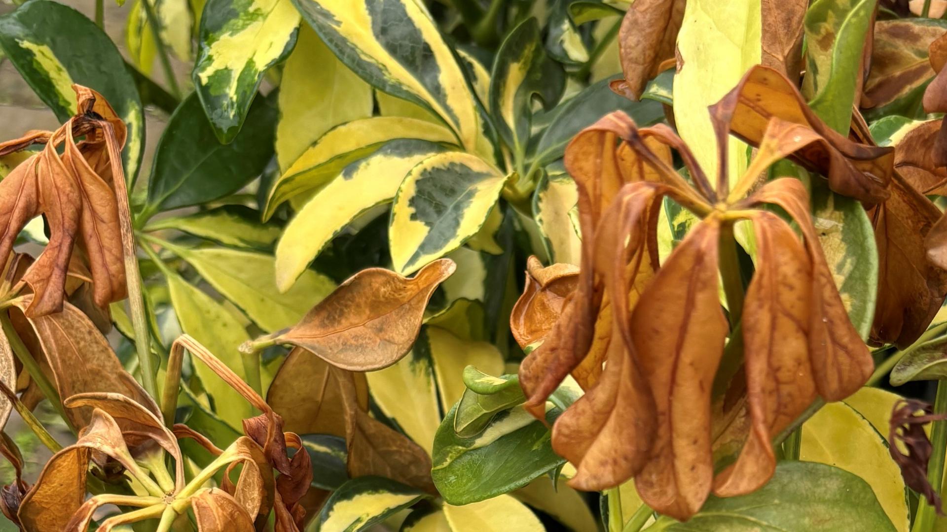 Don't cut back your freeze-damaged plants just yet — take an expert's ...