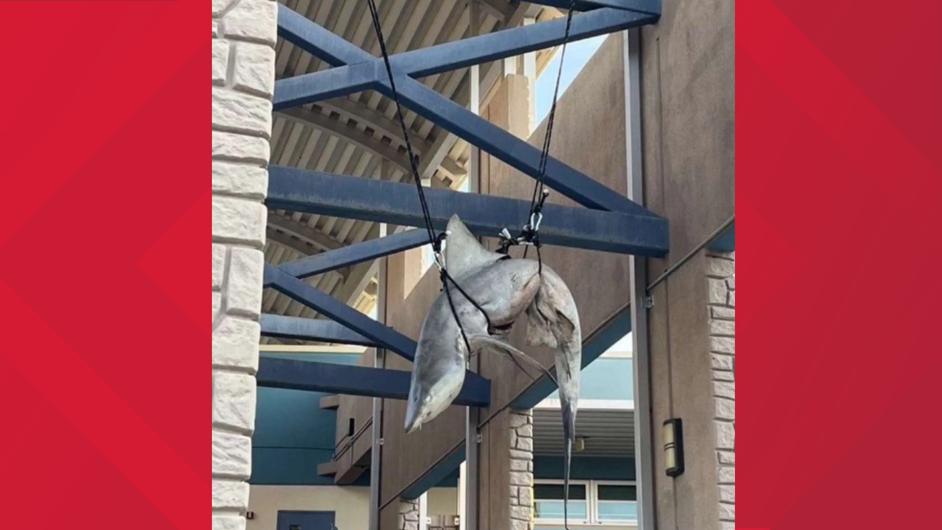 Shark found hanging from St. Johns County high school's rafters ...
