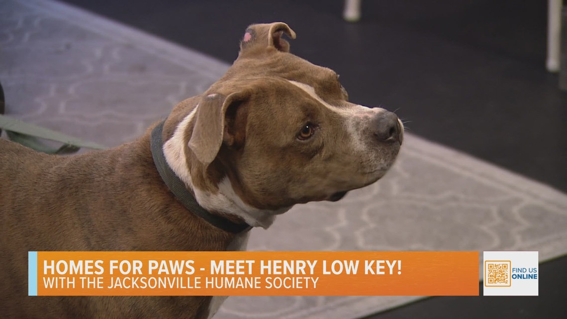 Homes for Paws: Meet Henry Low Key! | firstcoastnews.com