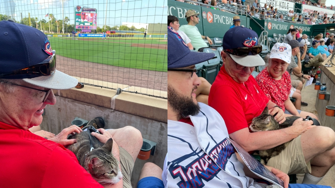 Fans bring their cats to Jacksonville Jumbo Shrimp baseball game ...