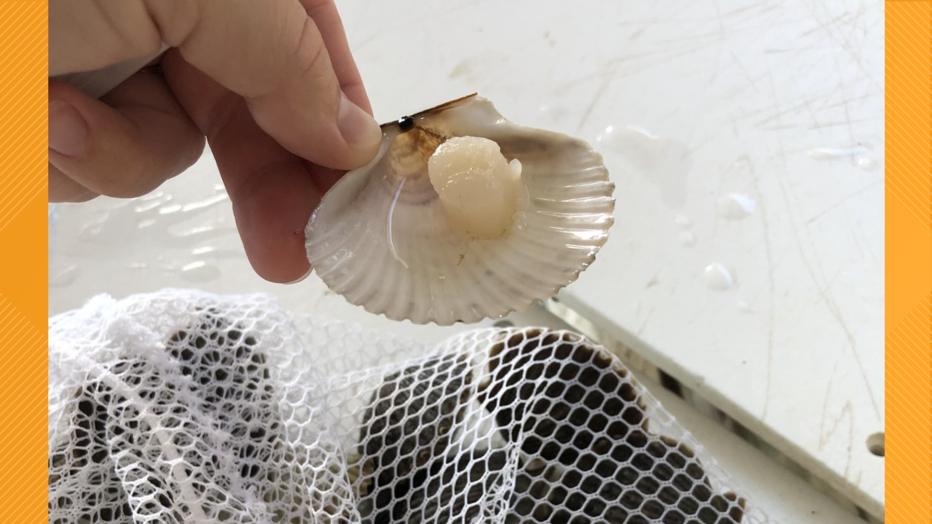 It's scallop season! Here's your guide to having a successful trip ...