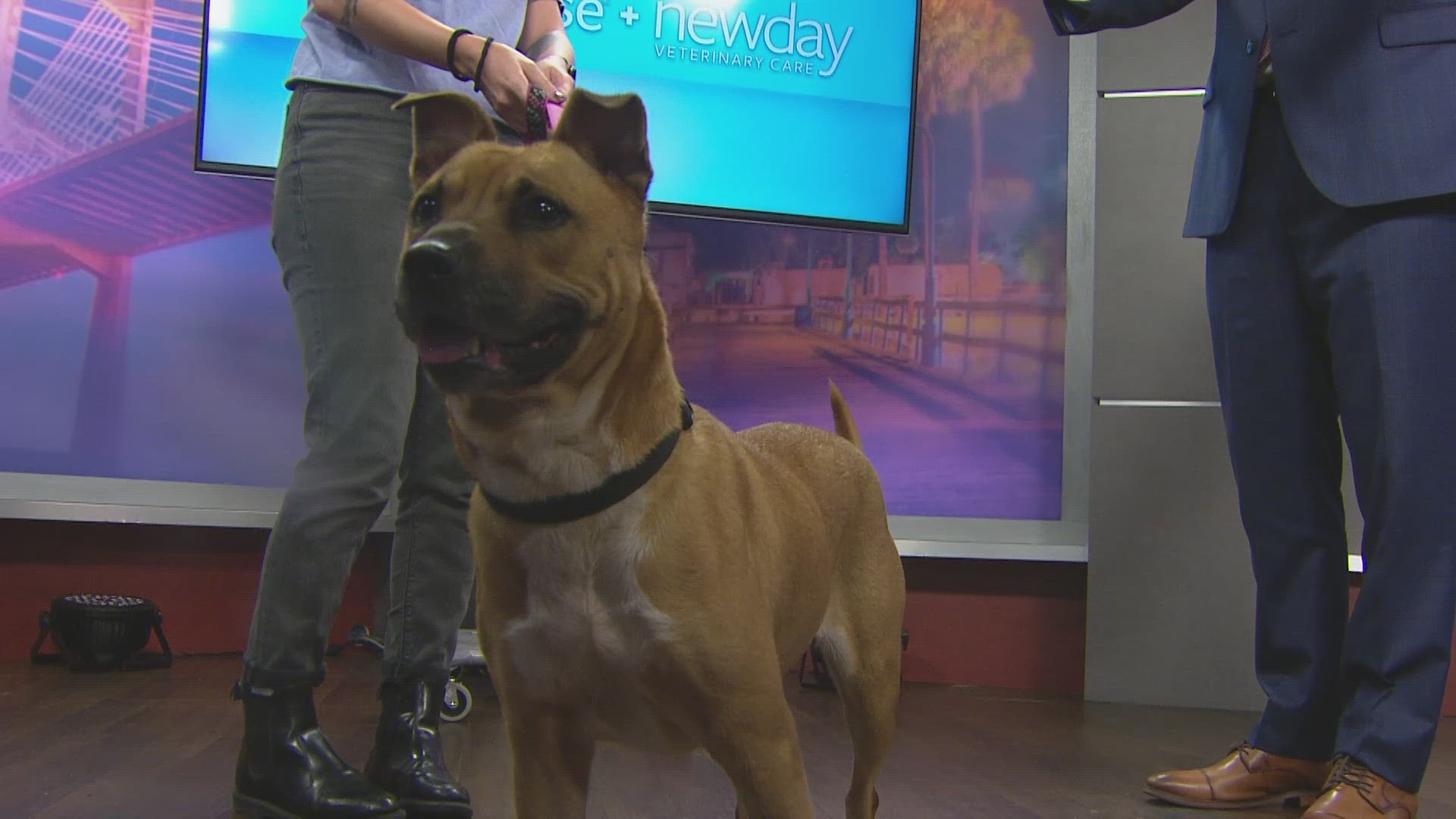 Meet Maxine: A 5-year-old female dog who's adoptable at the ...