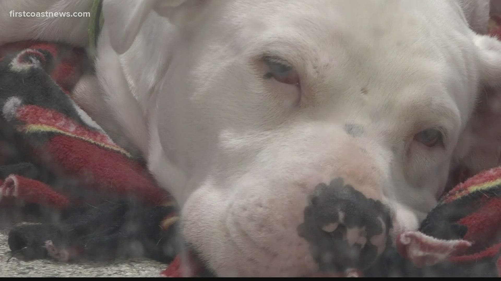 'Pawsitive Reading Program' returns to Jax Humane | firstcoastnews.com