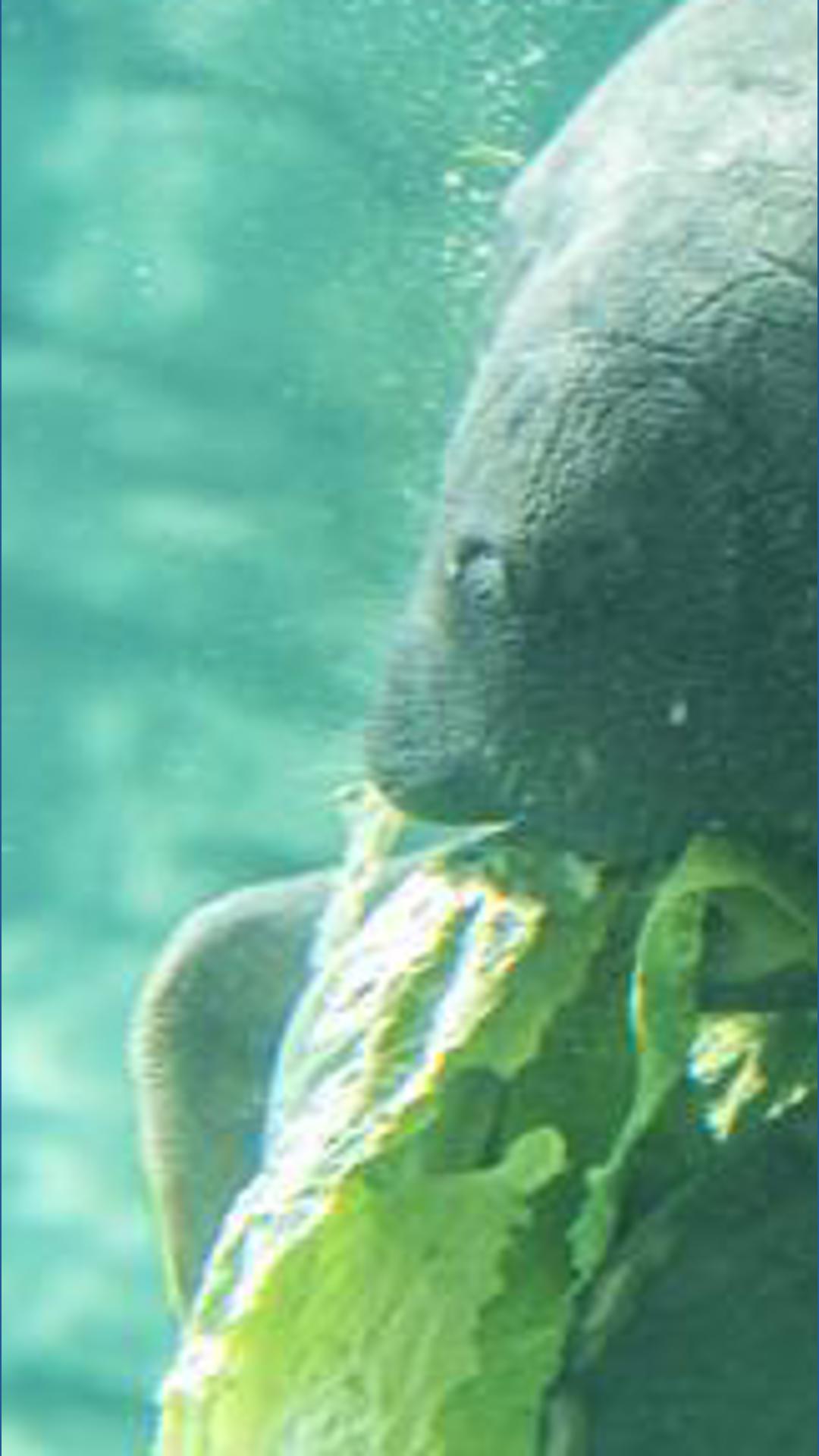 New Endless Summer Pass allows unlimited visits to Jacksonville Zoo for ...