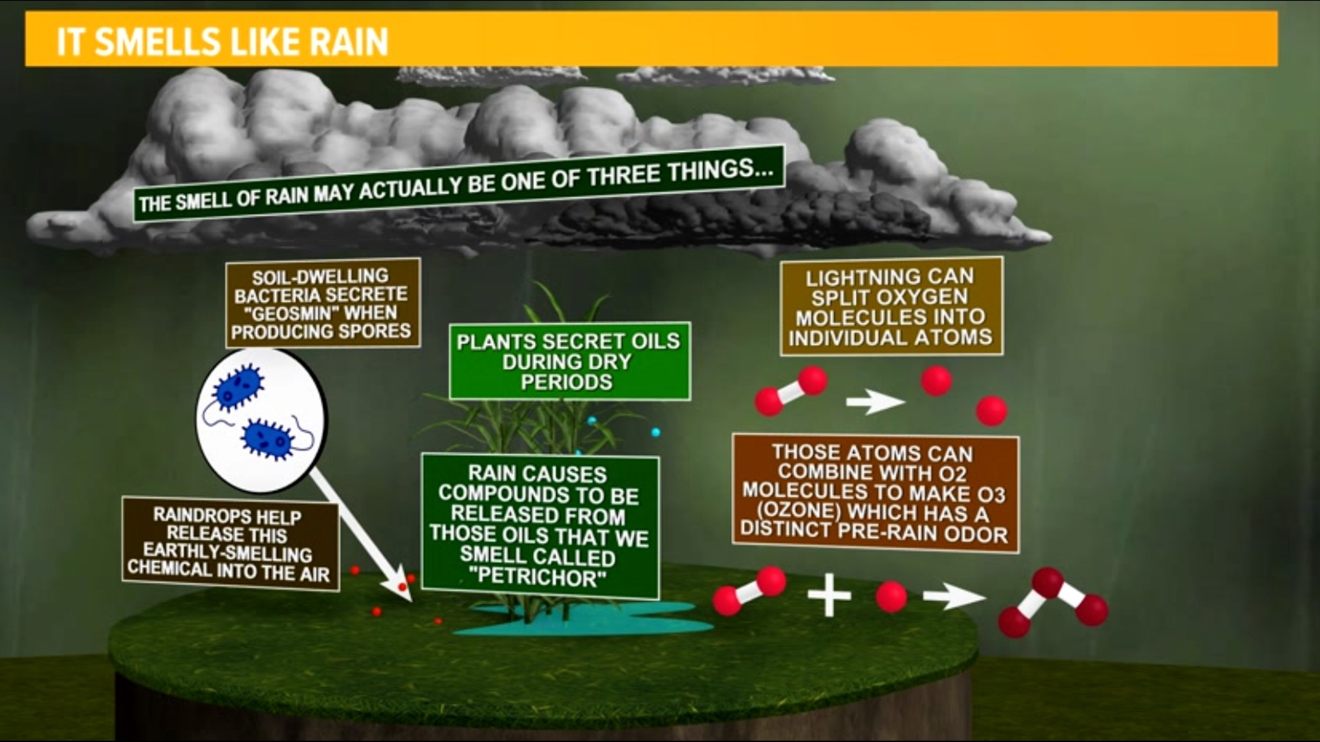 What does rain smell like and why does it smell? | firstcoastnews.com