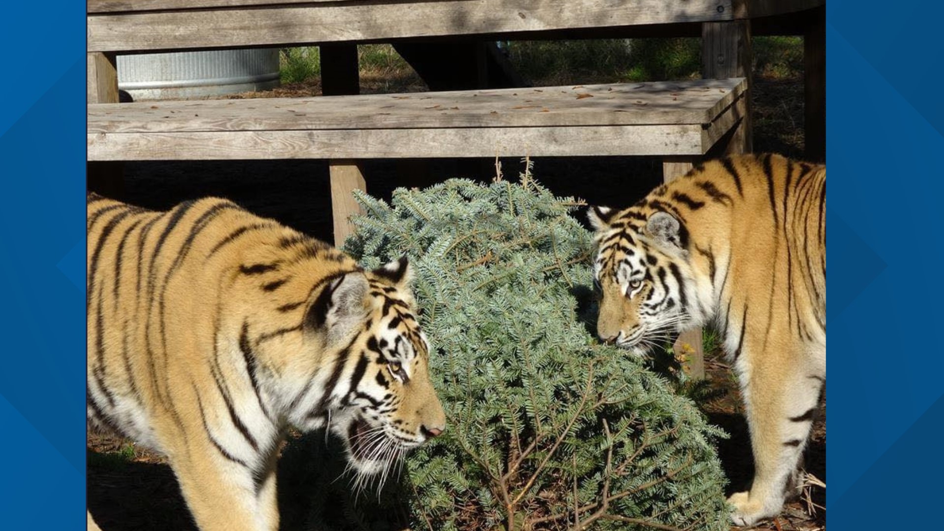 Catty Shack Ranch open to Christmas tree drop-offs | firstcoastnews.com