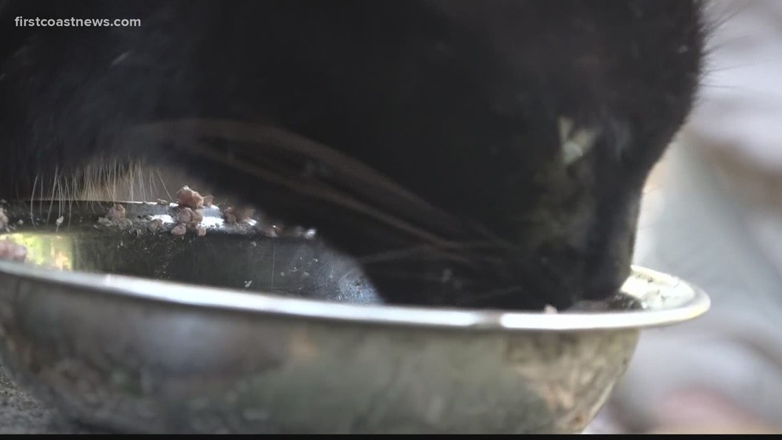 NE FL animal rescues reports finding cats dead from poisoning ...