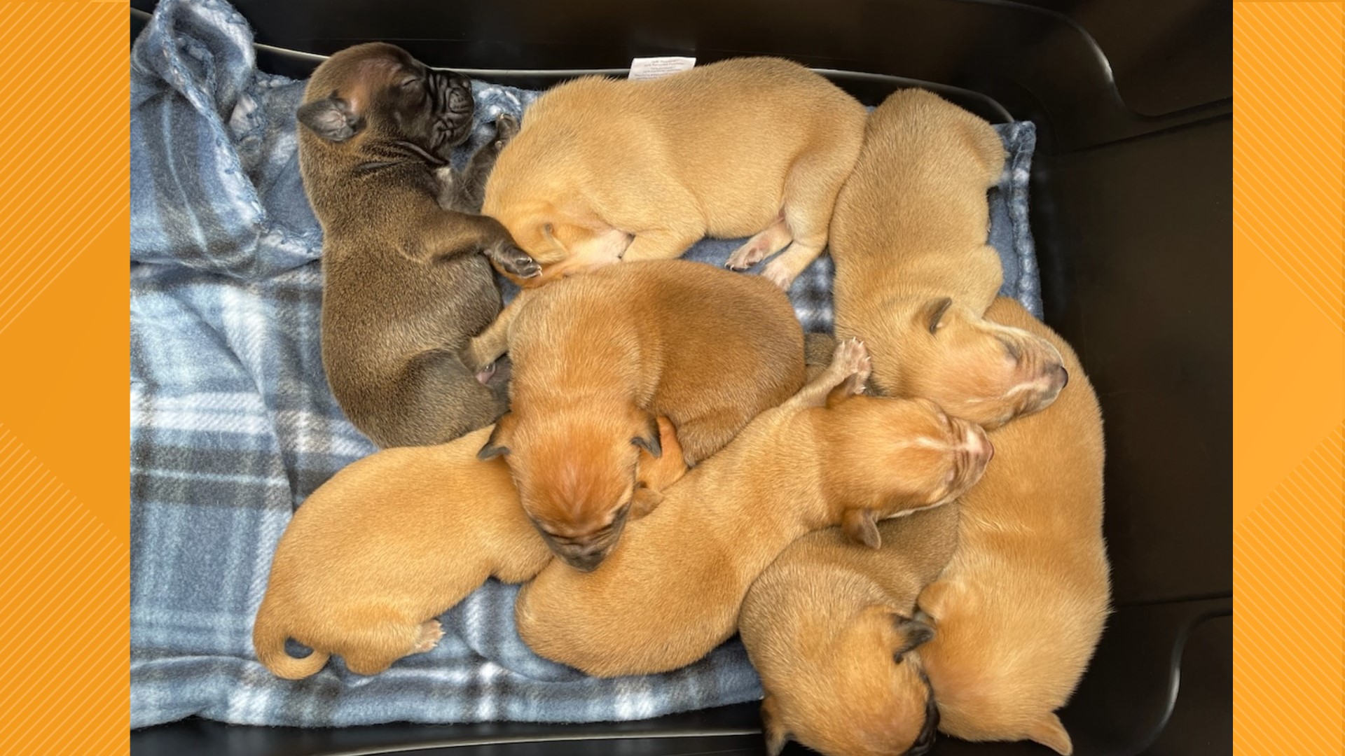 70 dogs, cats surrendered from Middleburg home, Clay County says ...