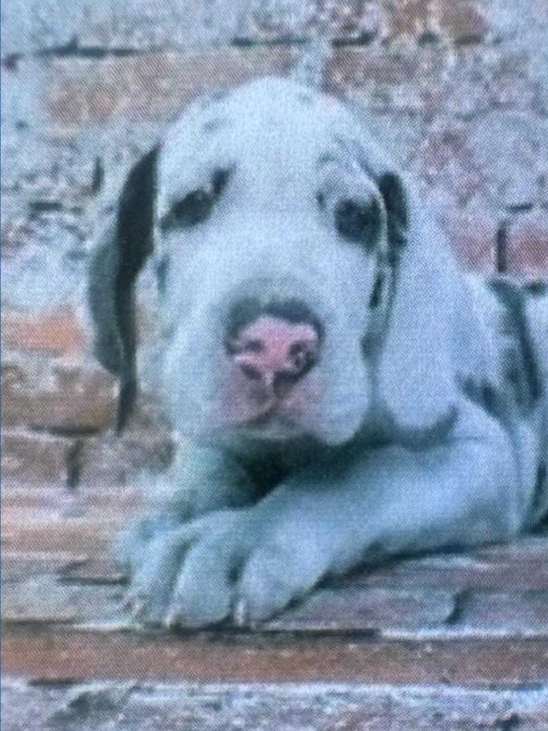 Arrest made in animal cruelty case involving rescued Great Dane near ...